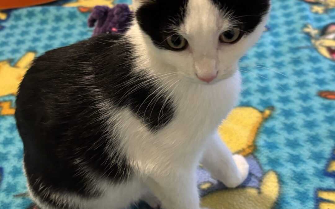 bravegirll (1) | Paws4ever