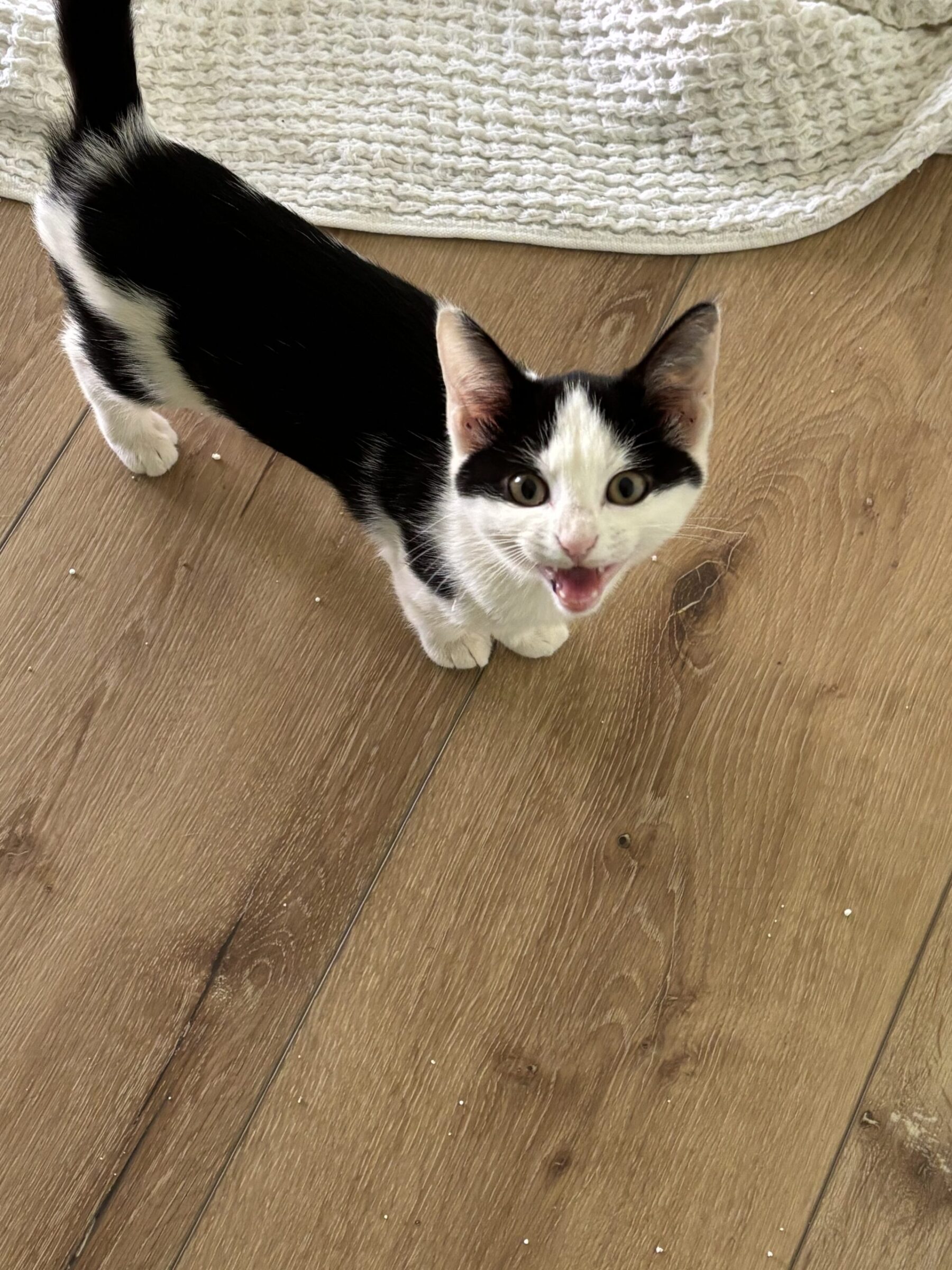 bravegirlmeow | Paws4ever