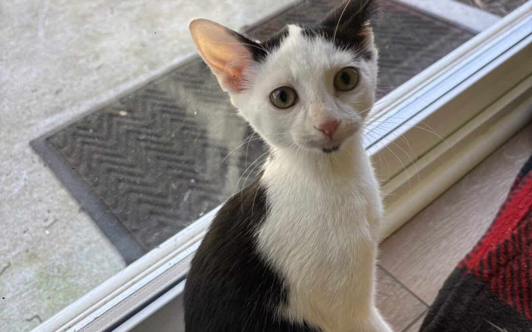 mrchinwindow | Paws4ever