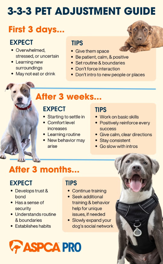 ASPCA 3-3-3 Adjustment Guide | Paws4ever